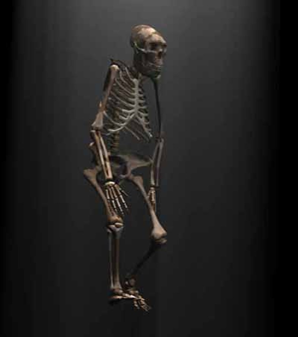 3d model skeleton australopithecus aka lucy