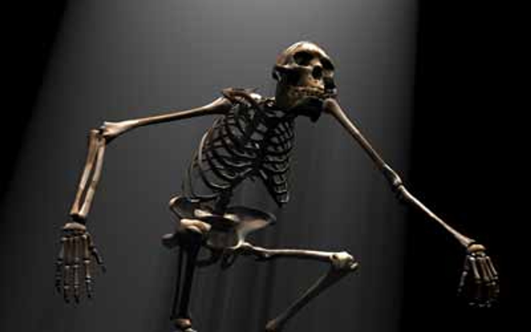 3d model skeleton australopithecus aka lucy