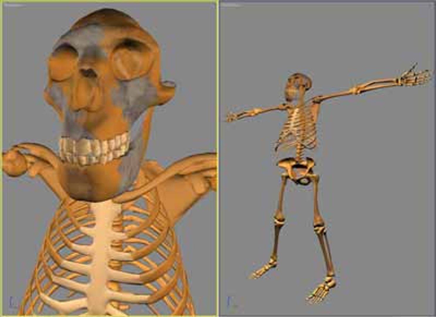 3d model skeleton australopithecus aka lucy