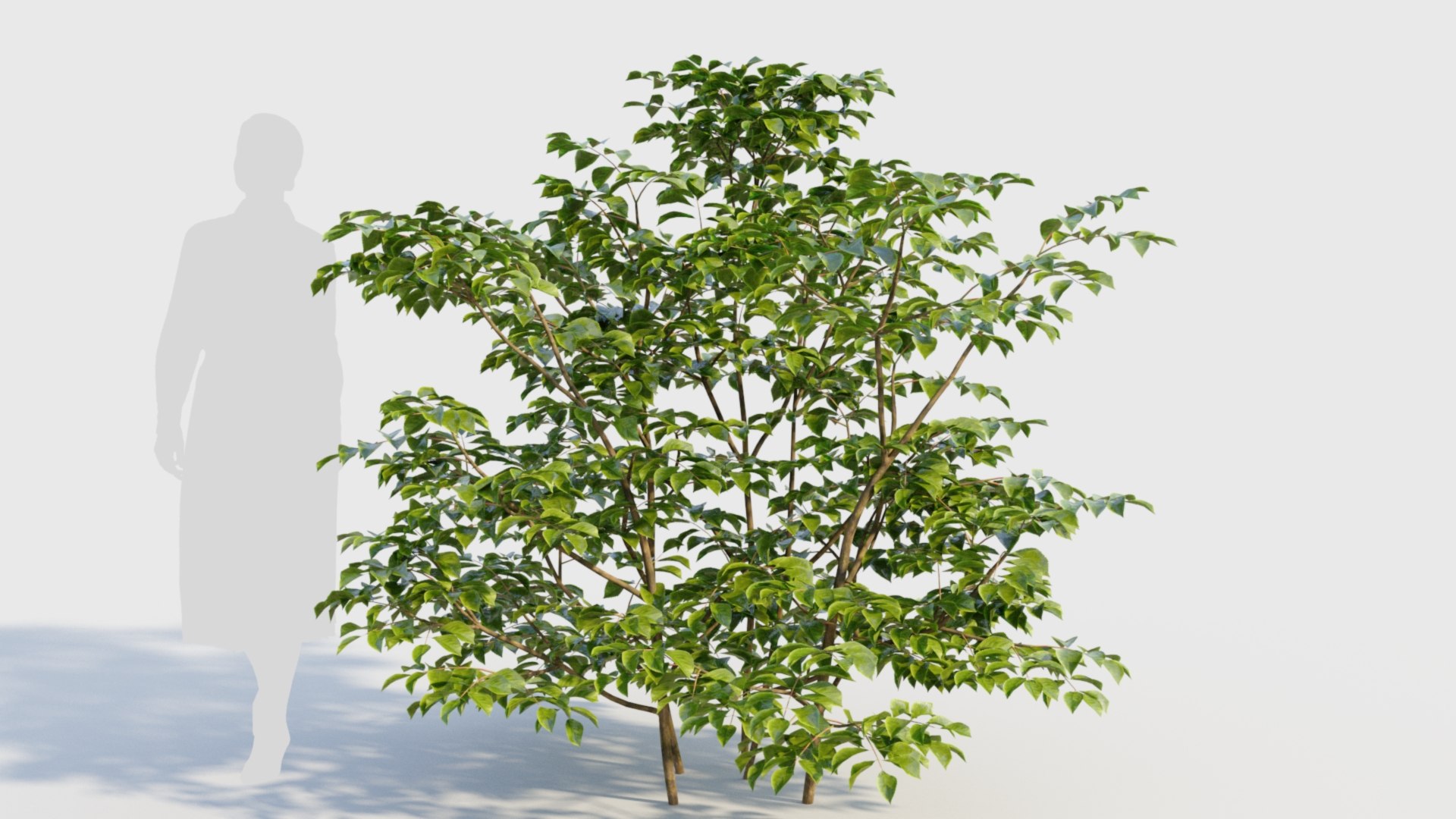 3D Model Sambucus Nigra C - TurboSquid 2205059