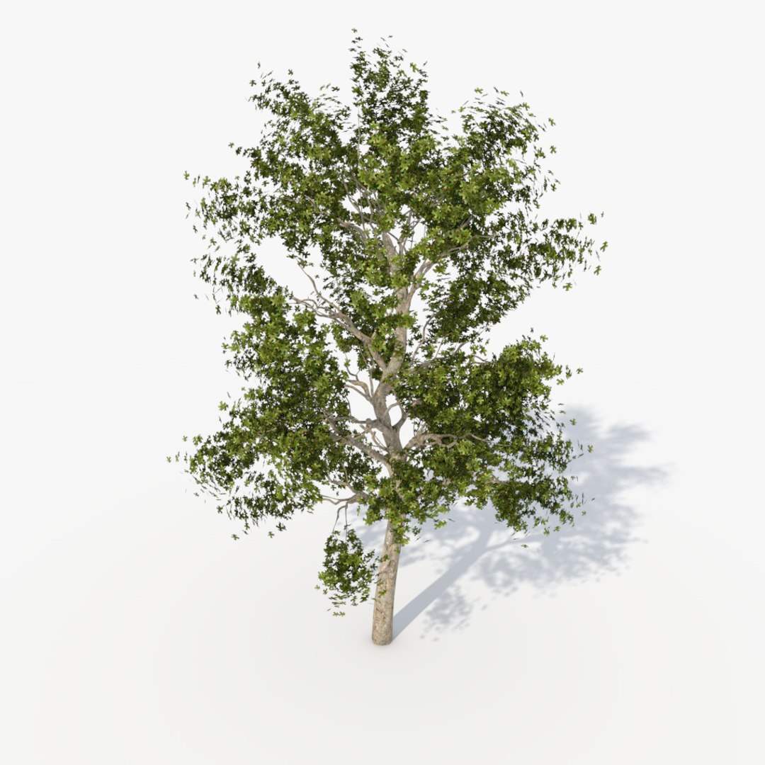 3d Deciduous Tree Pack
