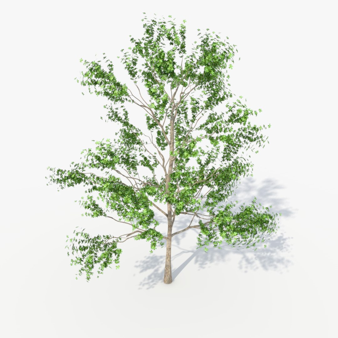 3d Deciduous Tree Pack