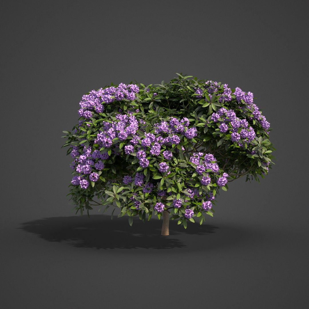 3D Plants Common Rhododendron Pbr Model - TurboSquid 1690829