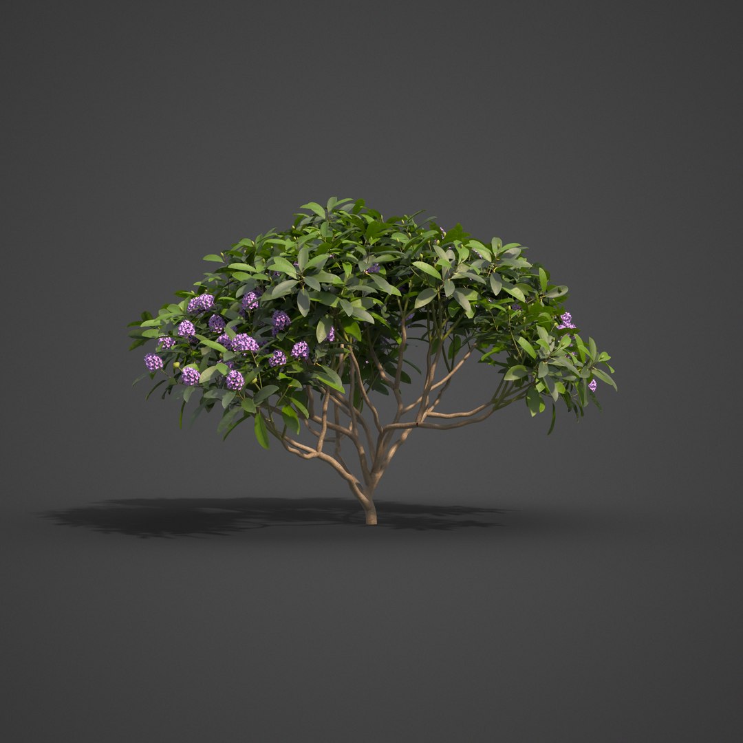 3D Plants Common Rhododendron Pbr Model - TurboSquid 1690829