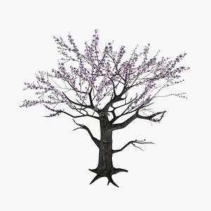 Cherry Tree 3D Models for Download | TurboSquid