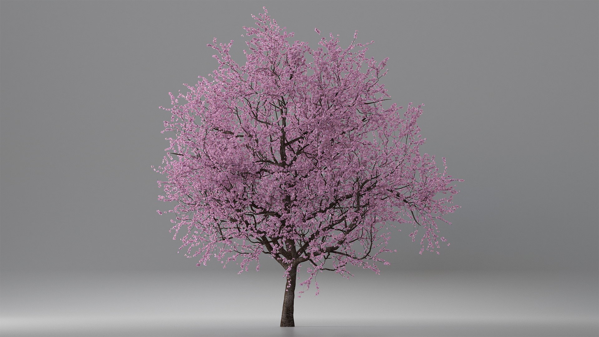 3D Model Flowering Cherry Tree - TurboSquid 1435817