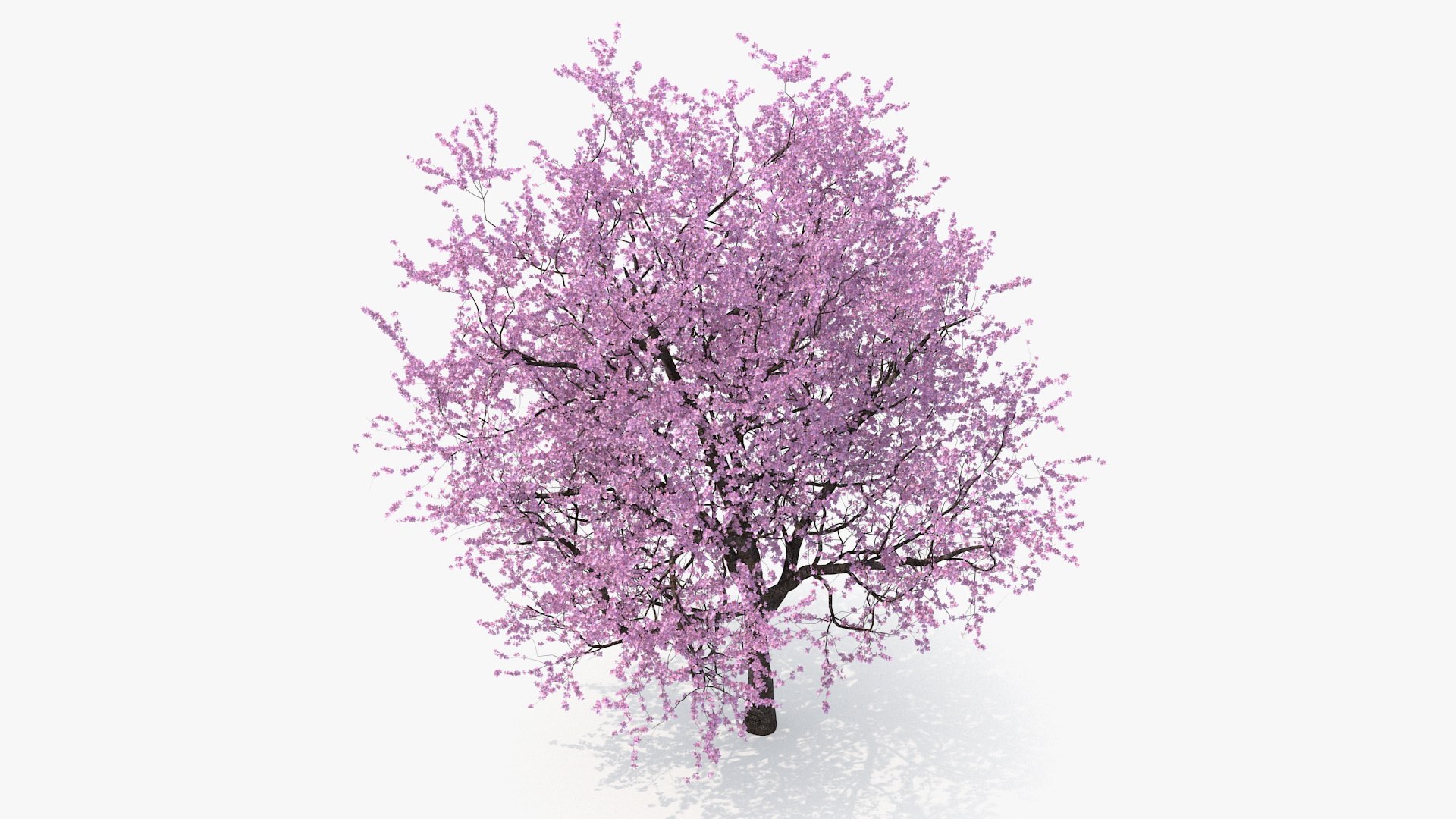 3D Model Flowering Cherry Tree - TurboSquid 1435817