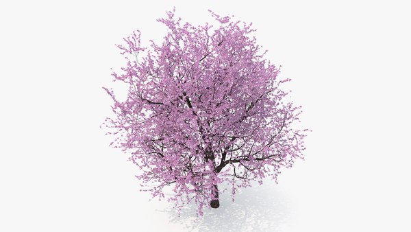 3D model flowering cherry tree - TurboSquid 1435817