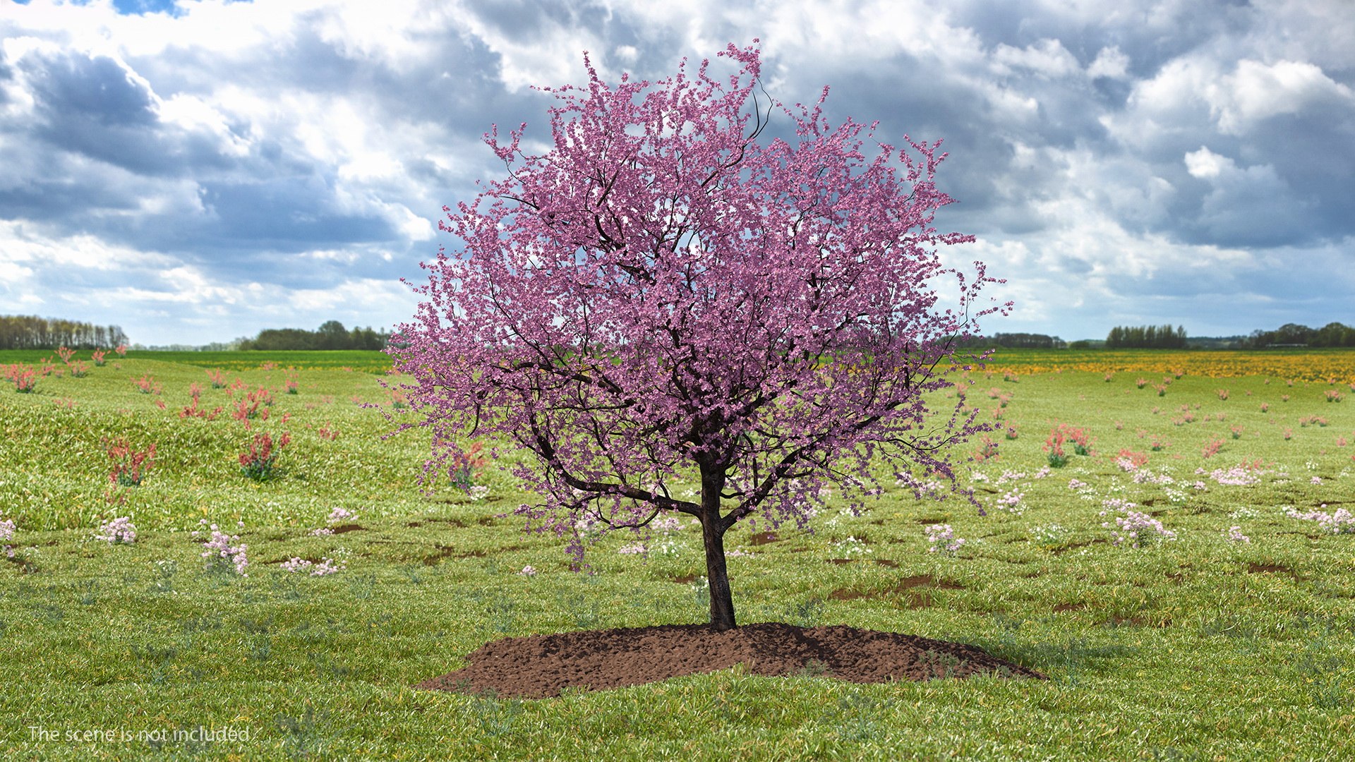 3D model flowering cherry tree - TurboSquid 1435817