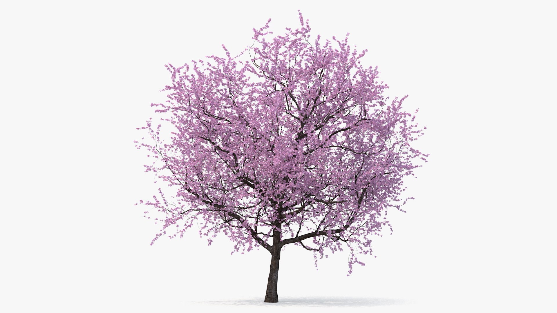 3D Model Flowering Cherry Tree - TurboSquid 1435817