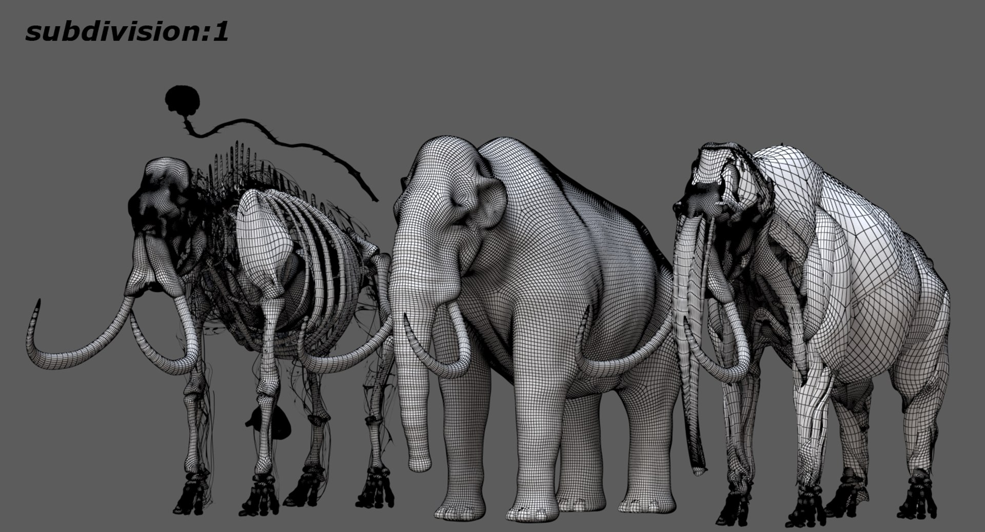 Mammoth anatomy bone 3D model - TurboSquid 1398011