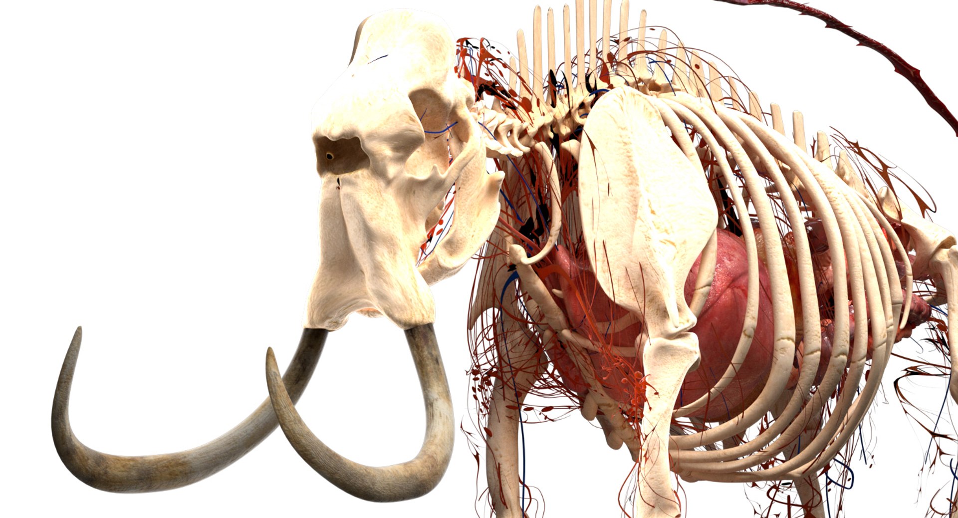 Mammoth anatomy bone 3D model - TurboSquid 1398011
