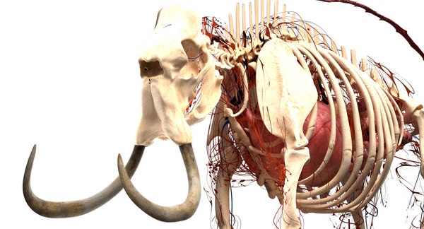 Mammoth anatomy bone 3D model - TurboSquid 1398011