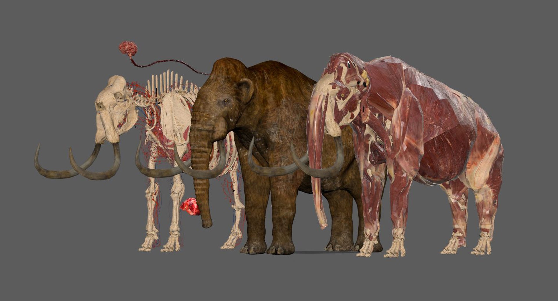 Mammoth anatomy bone 3D model - TurboSquid 1398011