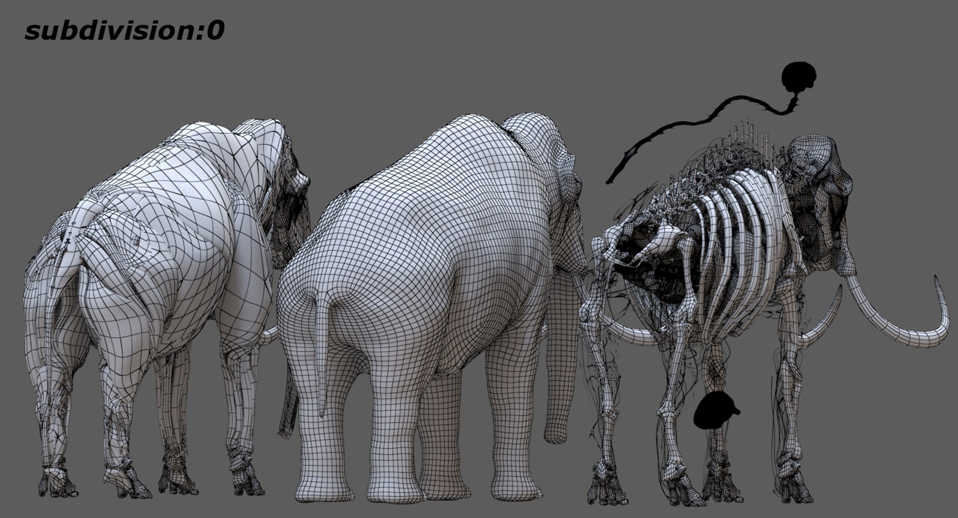 Mammoth anatomy bone 3D model - TurboSquid 1398011