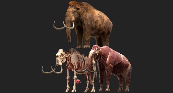 Mammoth anatomy bone 3D model - TurboSquid 1398011