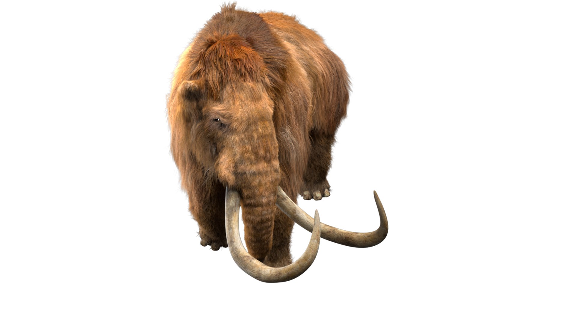 Mammoth Anatomy Bone 3D Model - TurboSquid 1398011