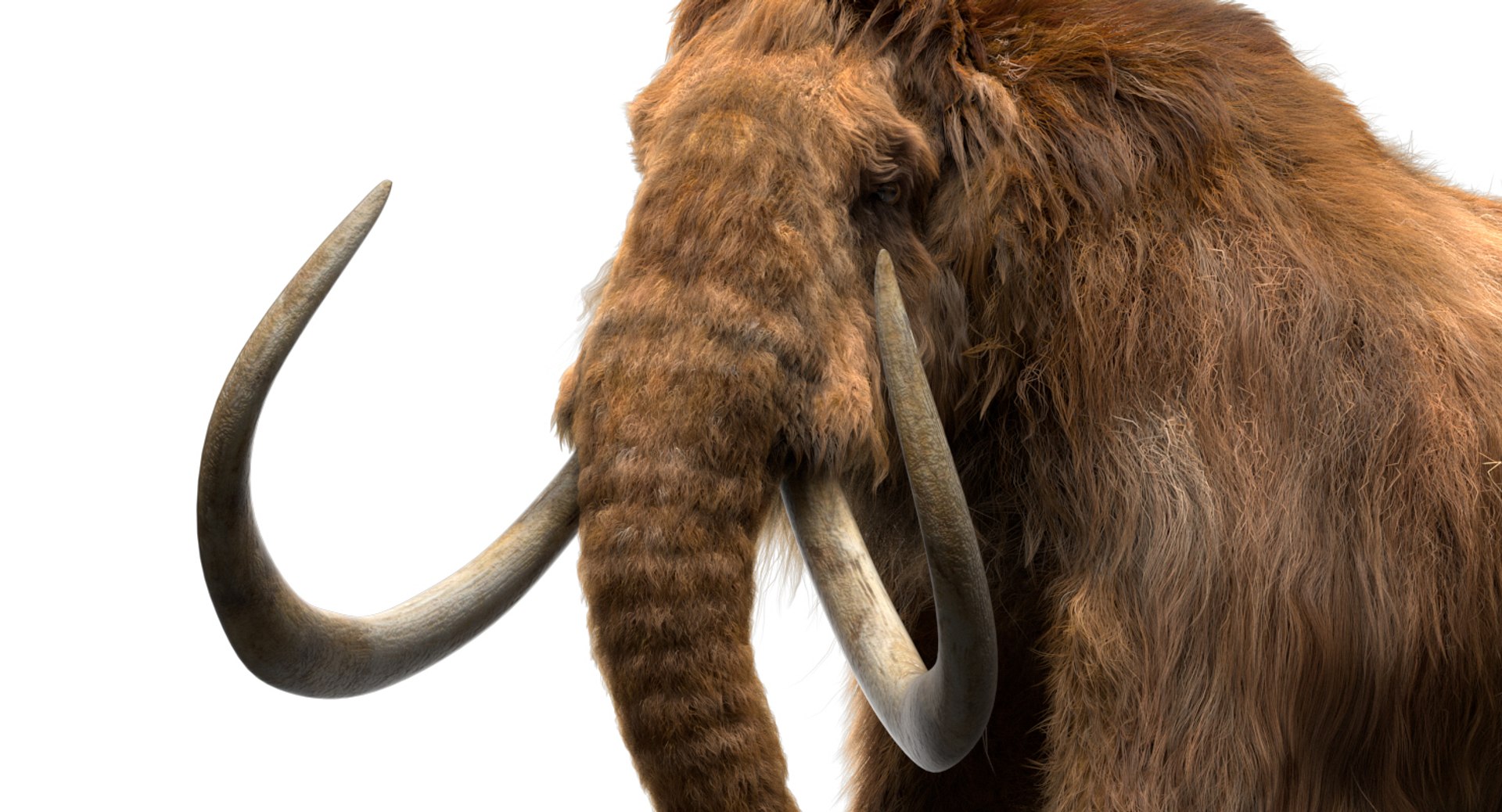 Mammoth Anatomy Bone 3D Model - TurboSquid 1398011