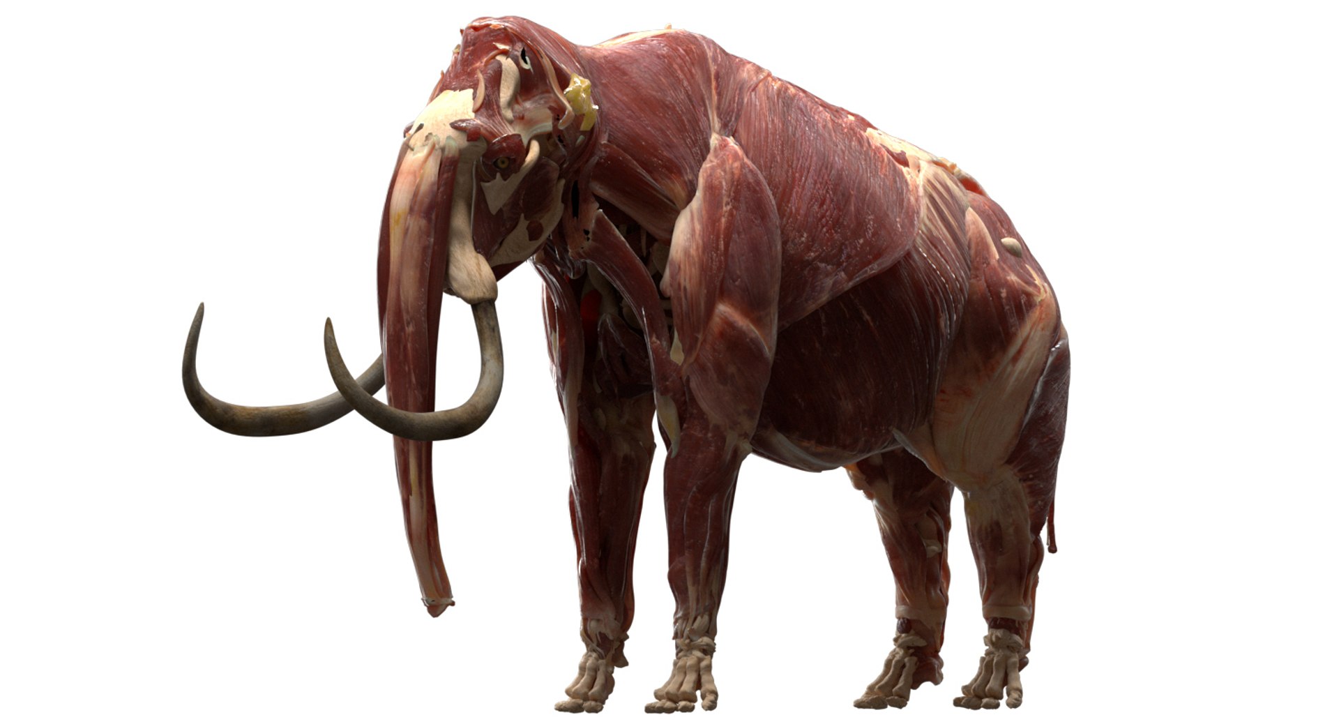 Mammoth anatomy bone 3D model - TurboSquid 1398011