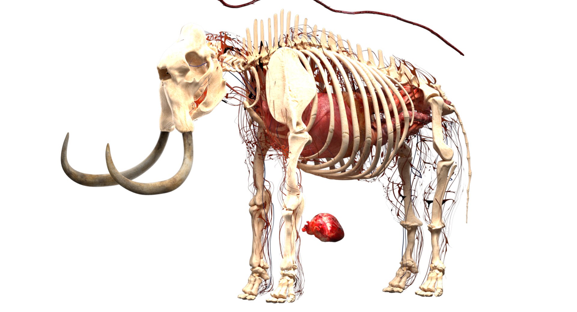 Mammoth anatomy bone 3D model - TurboSquid 1398011