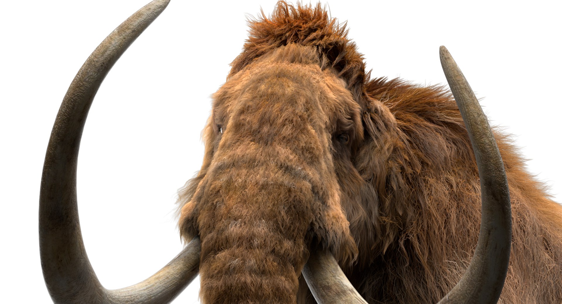 Mammoth Anatomy Bone 3D Model - TurboSquid 1398011