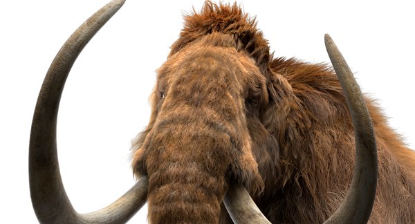 Mammoth anatomy bone 3D model - TurboSquid 1398011