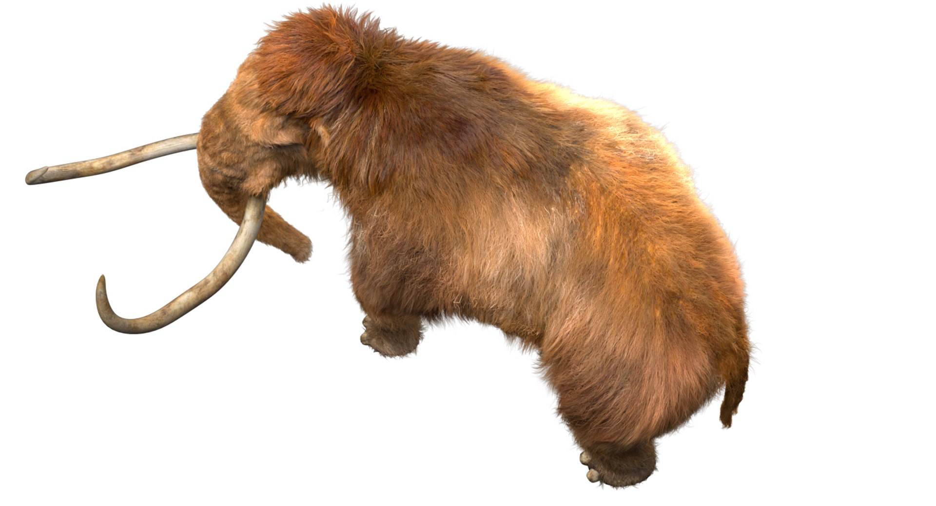 Mammoth Anatomy Bone 3D Model - TurboSquid 1398011