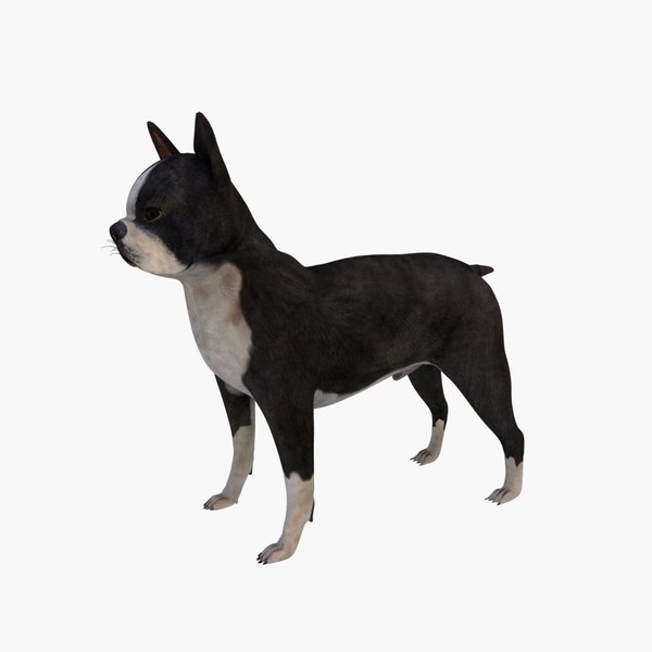 Boston Terrier 3D Models for Download | TurboSquid