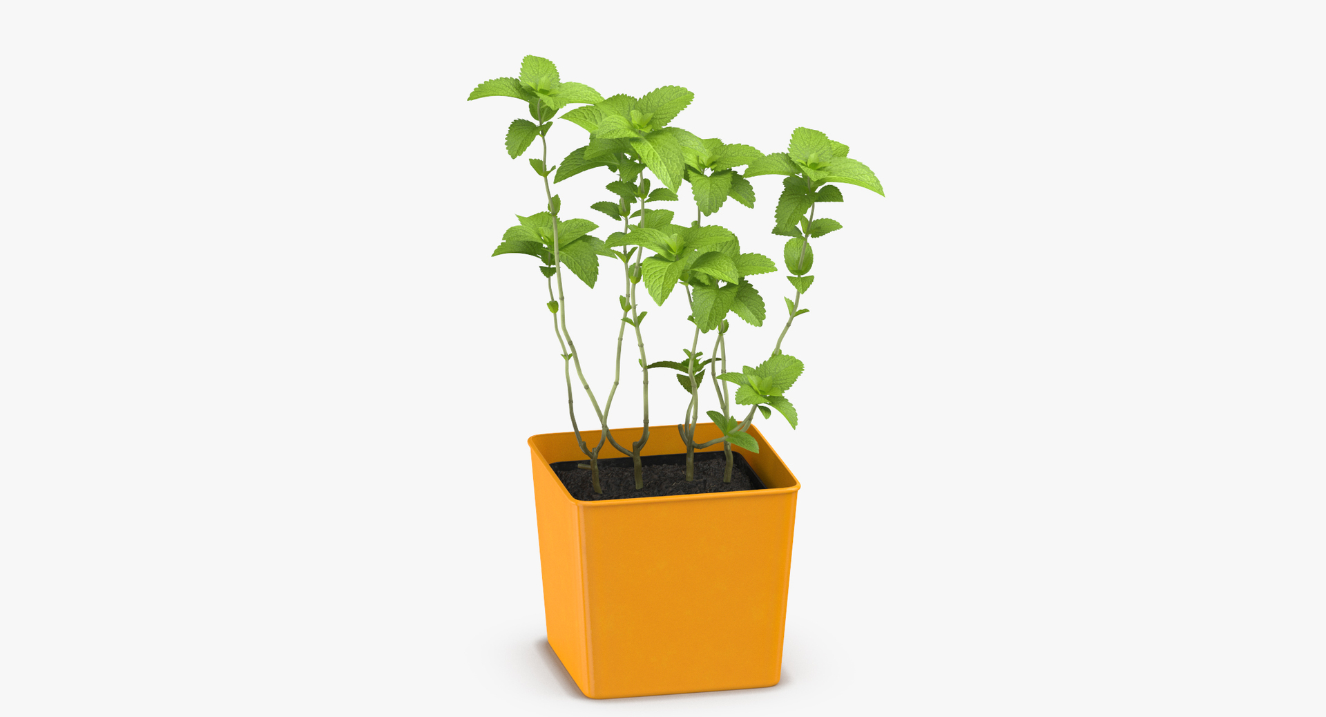 3D Mint Herb Model - TurboSquid 1359022