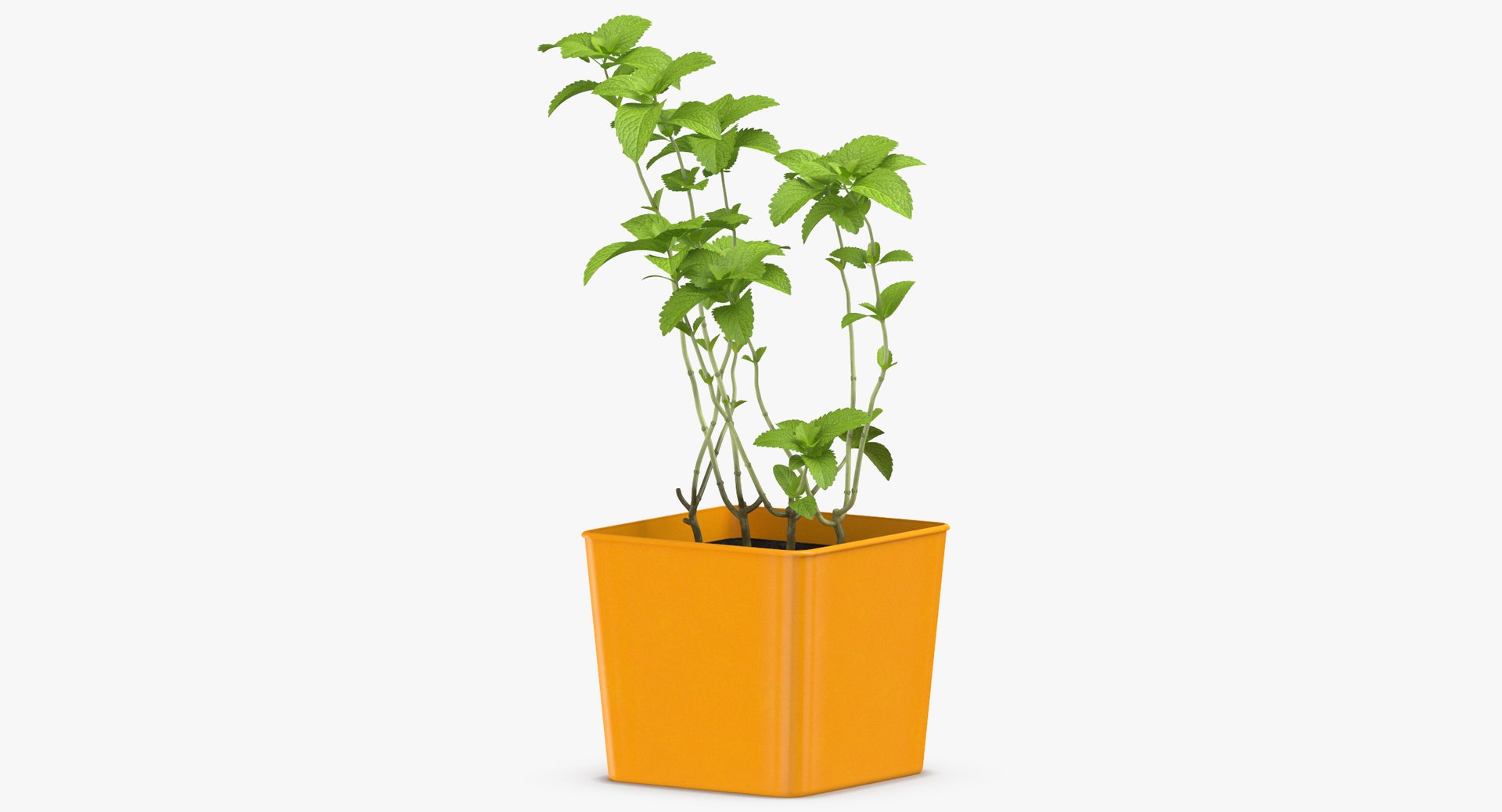 3D Mint Herb Model - TurboSquid 1359022