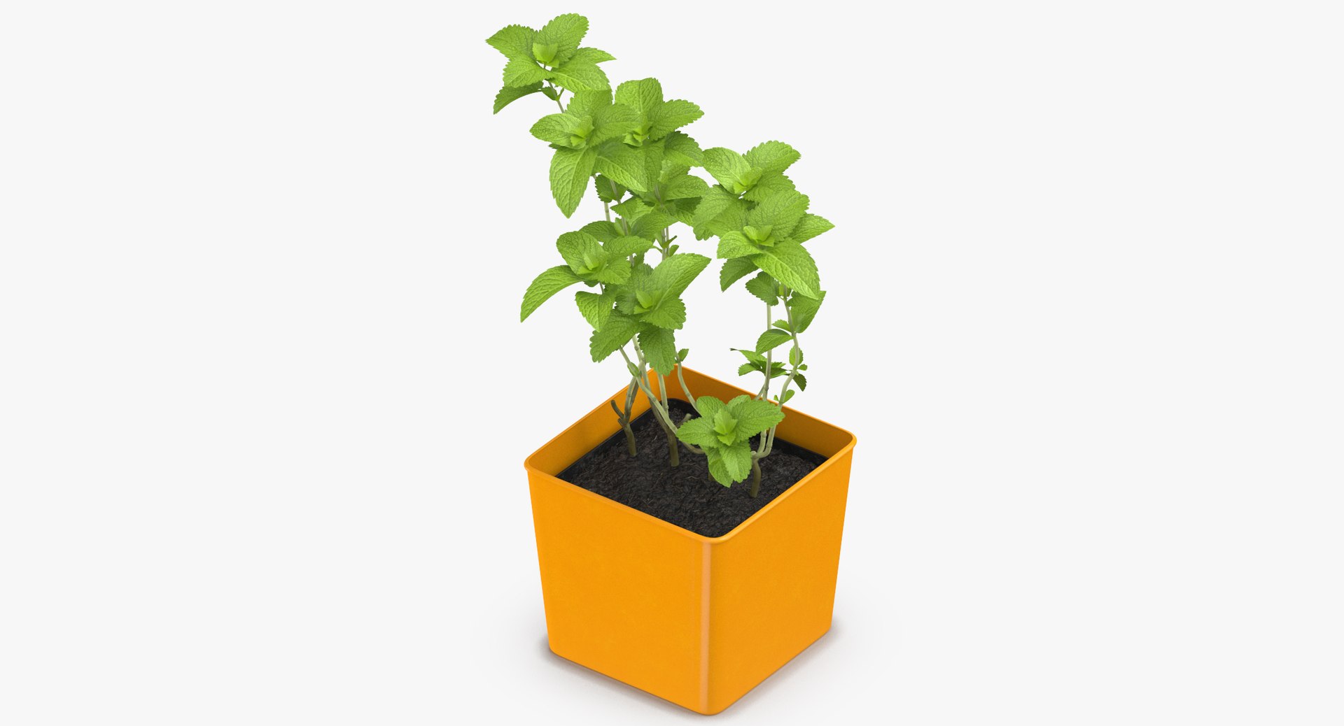 3D Mint Herb Model - TurboSquid 1359022