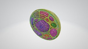 3D Animal Cell Models - Browse & Download Formats - TurboSquid