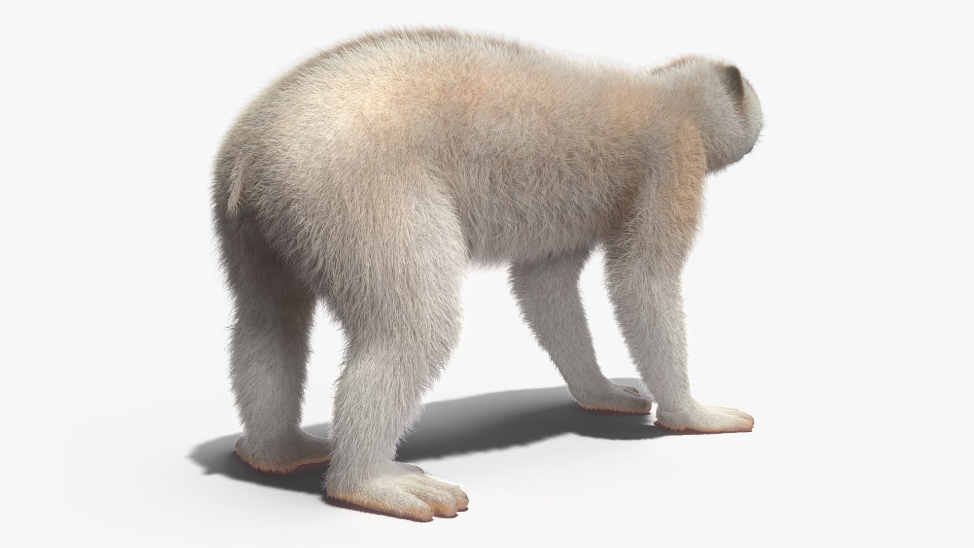 3D Model Lemur Javan Slow Loris Fur - TurboSquid 2140339
