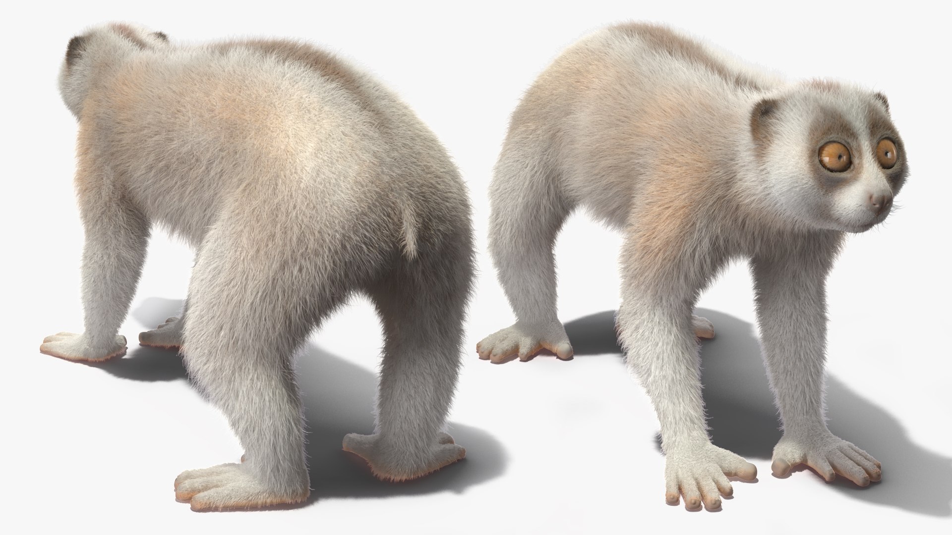 3D Model Lemur Javan Slow Loris Fur - TurboSquid 2140339