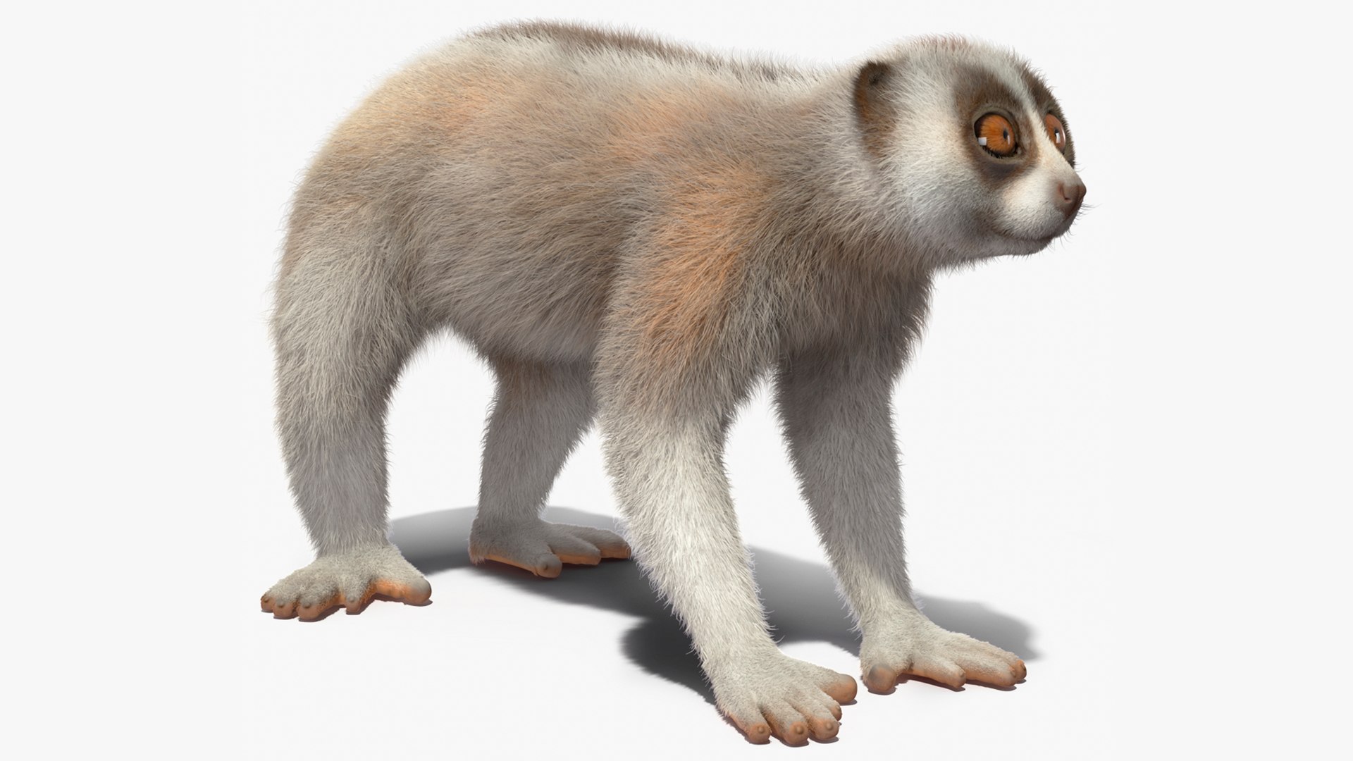 3D Model Lemur Javan Slow Loris Fur - TurboSquid 2140339