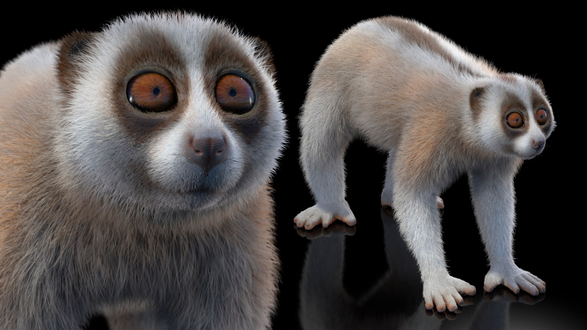 3D Model Lemur Javan Slow Loris Fur - TurboSquid 2140339