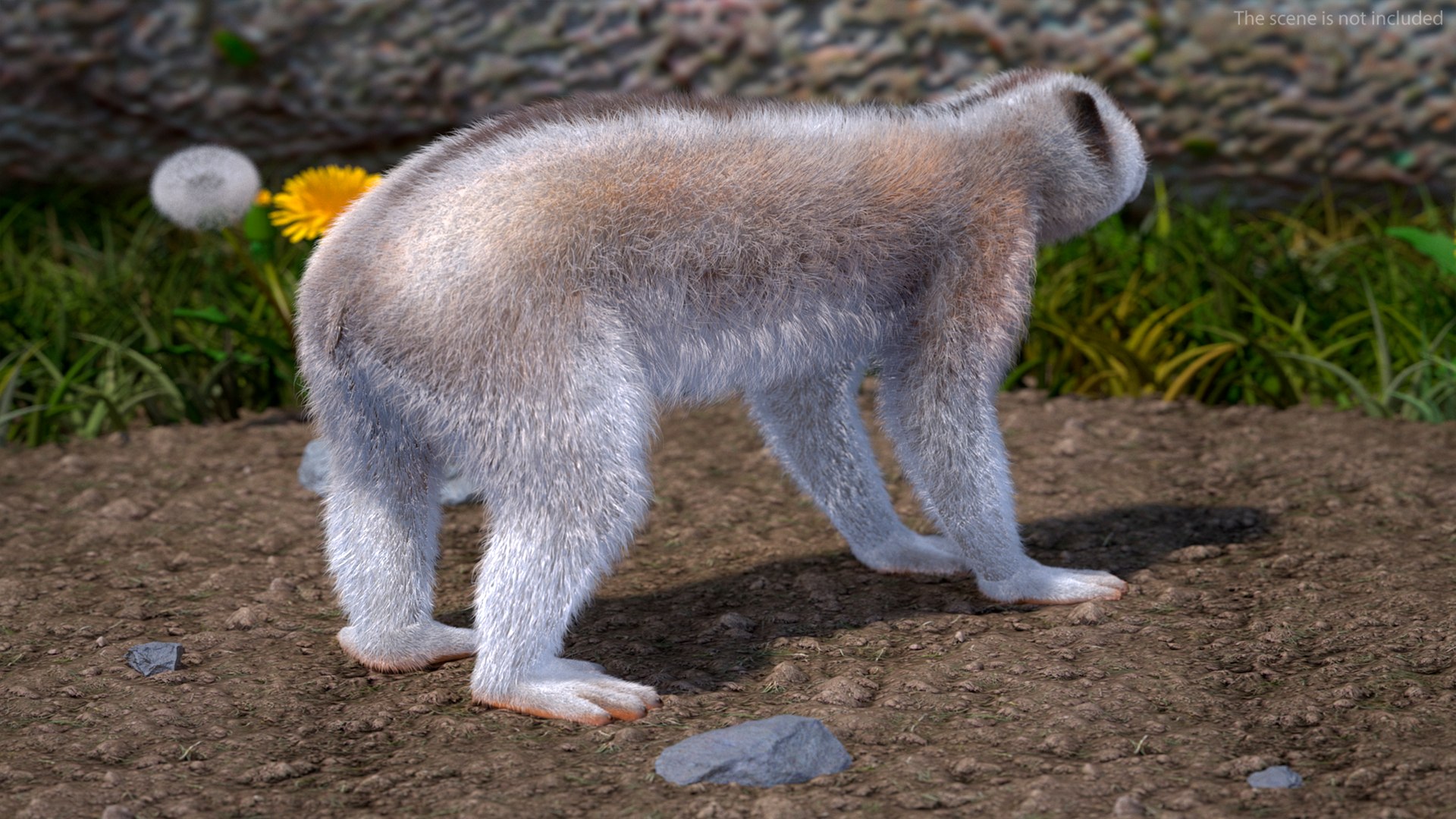 3D Model Lemur Javan Slow Loris Fur - TurboSquid 2140339