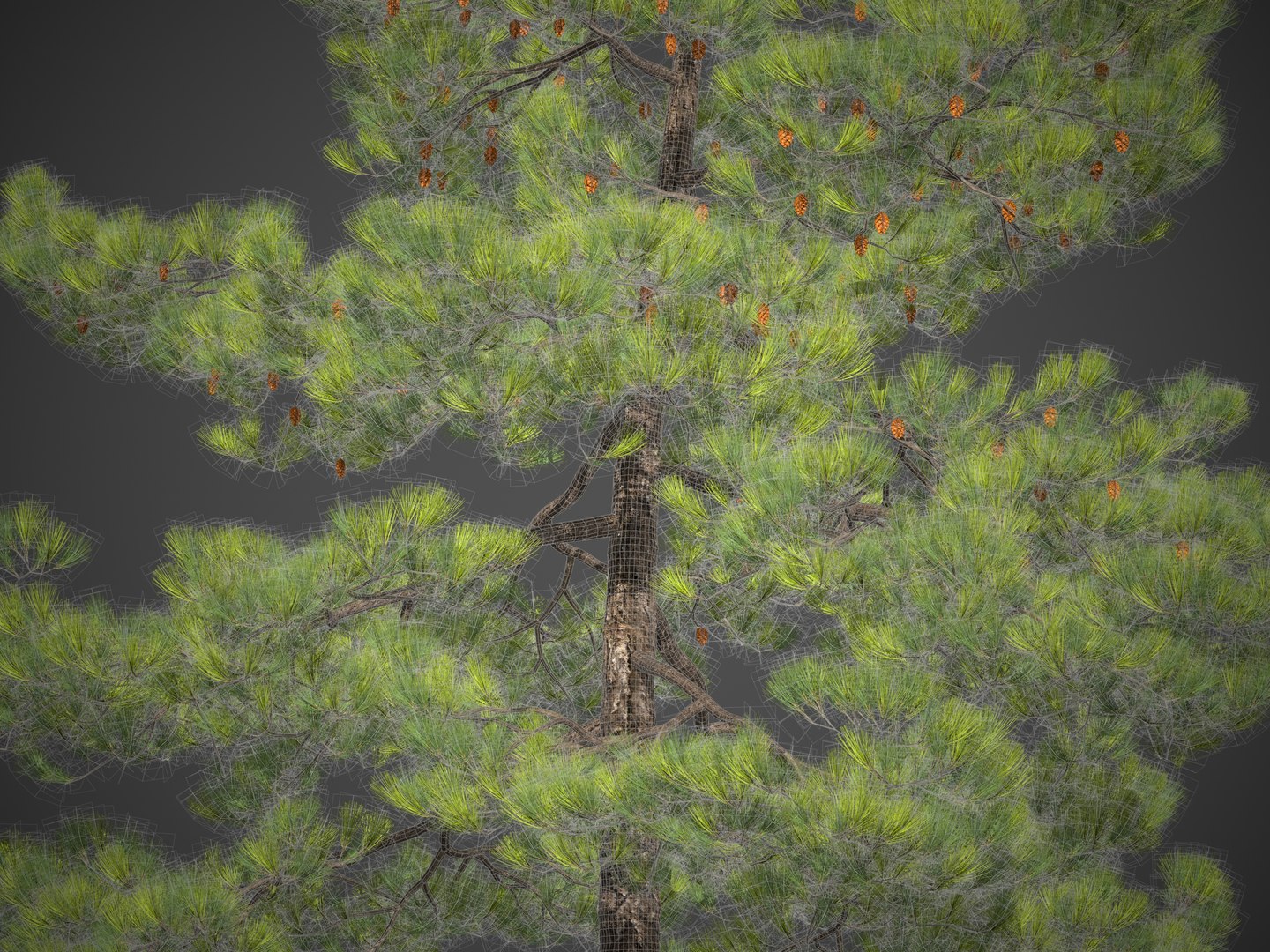 3D 2021 PBR Coulter Pine Collection - Pinus Coulteri - TurboSquid 1788217