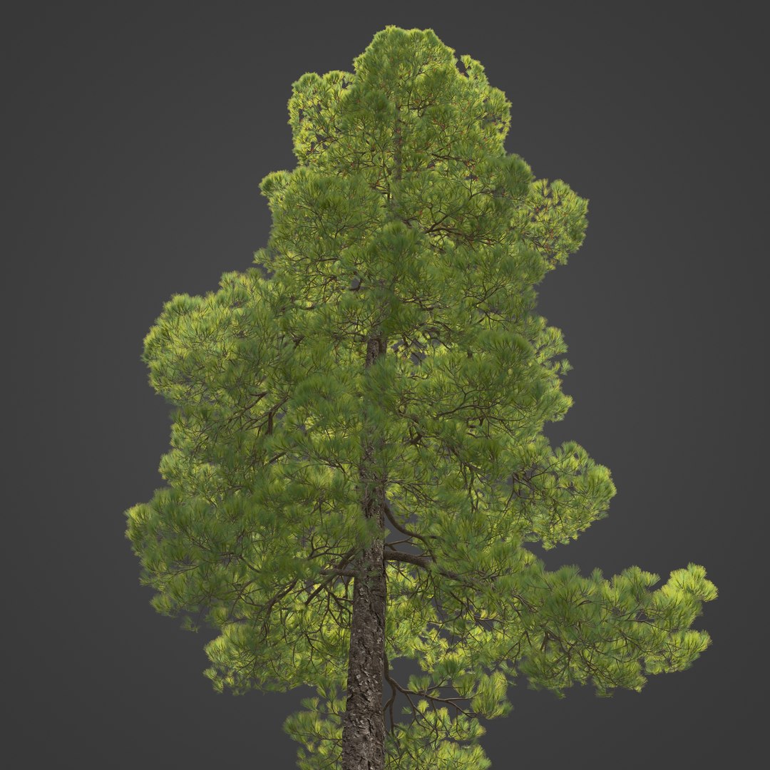 3D 2021 PBR Coulter Pine Collection - Pinus Coulteri - TurboSquid 1788217