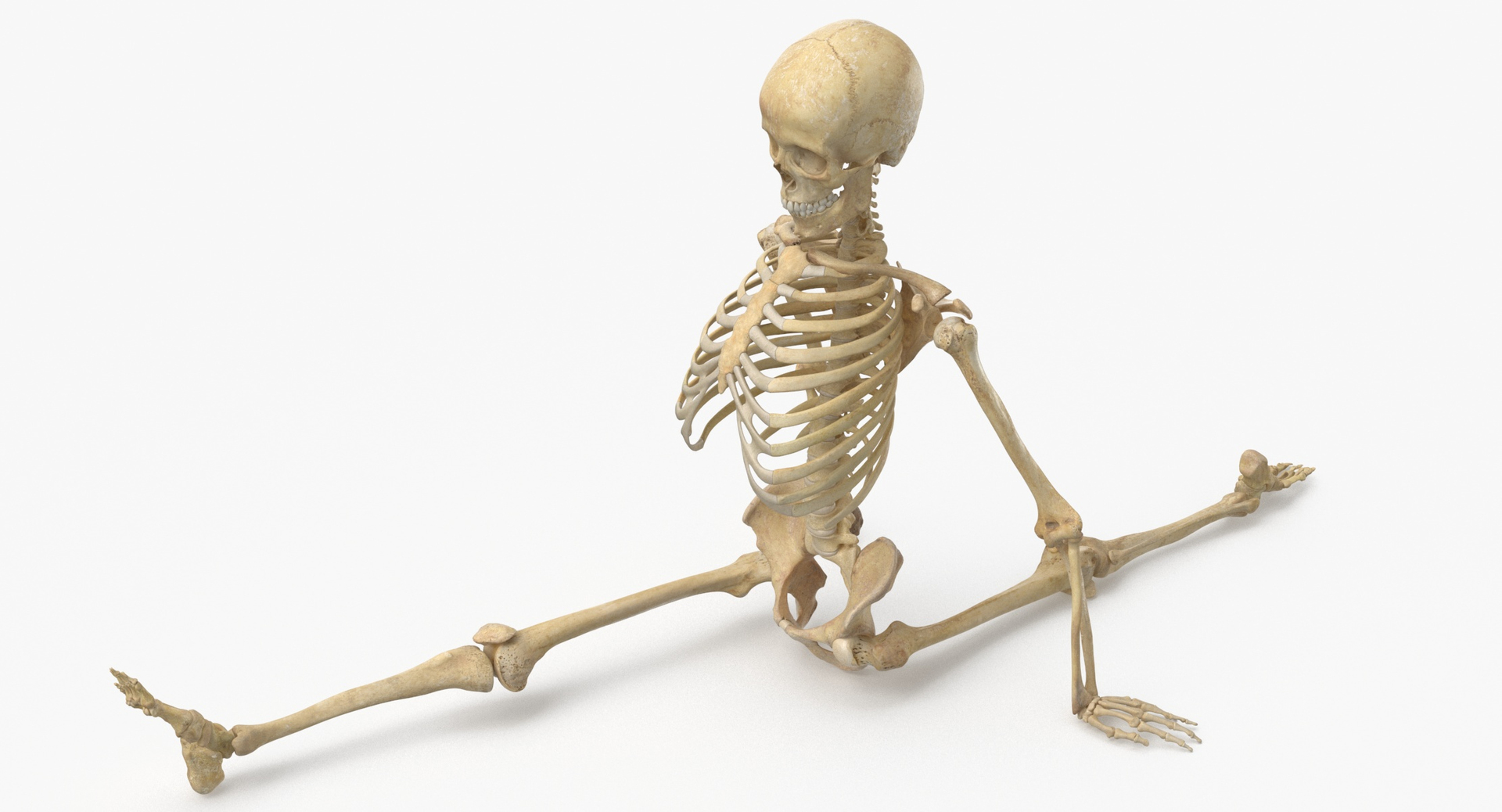 3D Real Human Female Skeleton Pose 110(1) - TurboSquid 1828516