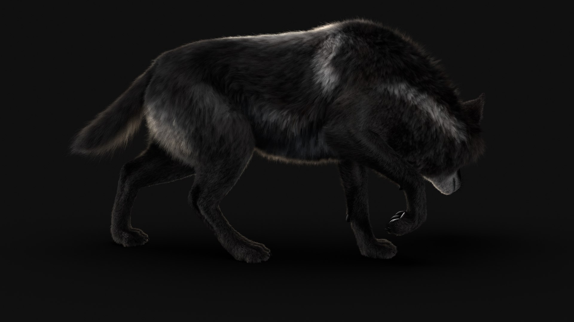 Black Timber Wolf Xgen Rigged 3D Model - TurboSquid 2075898