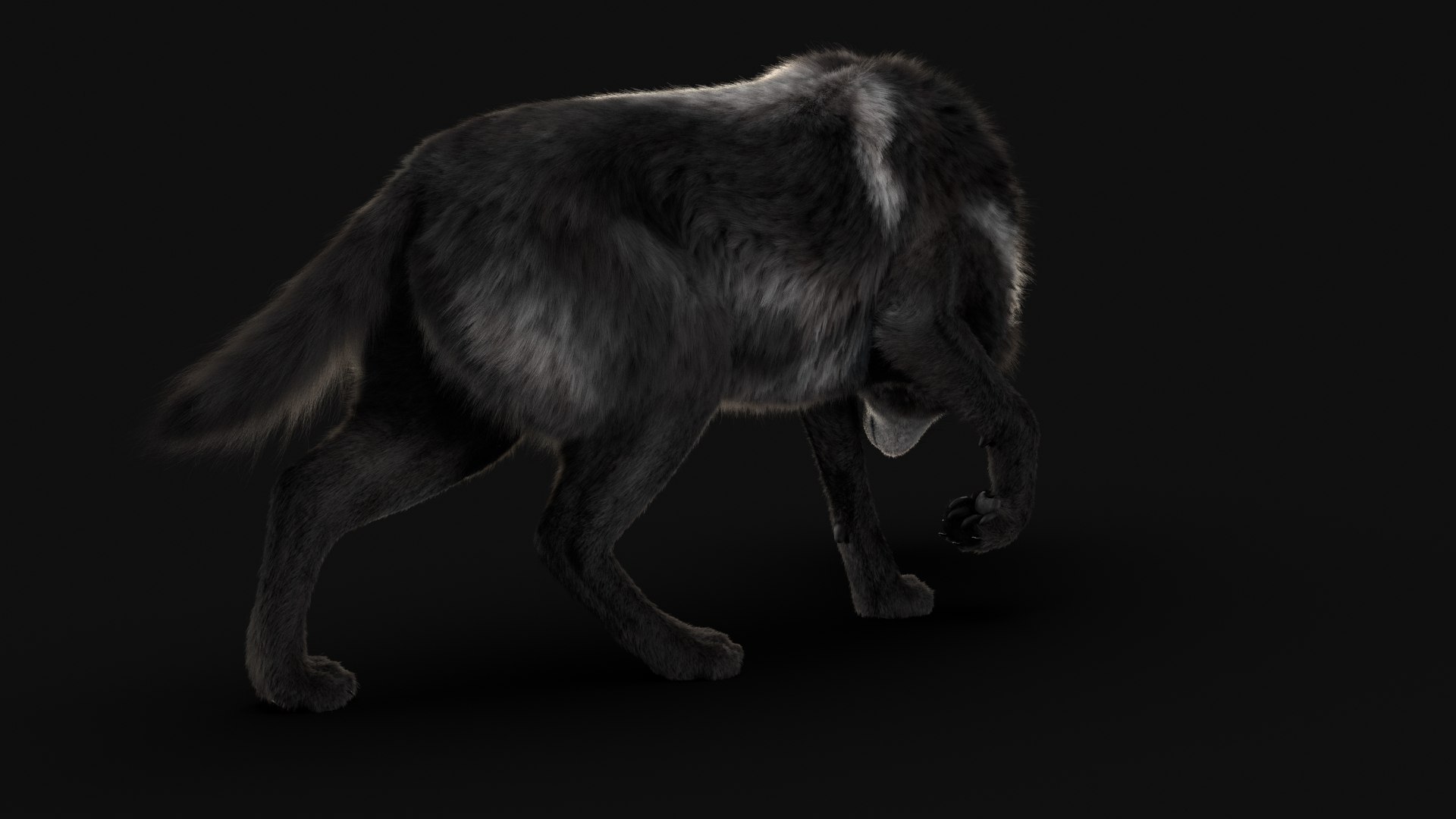 Black Timber Wolf Xgen Rigged 3D Model - TurboSquid 2075898