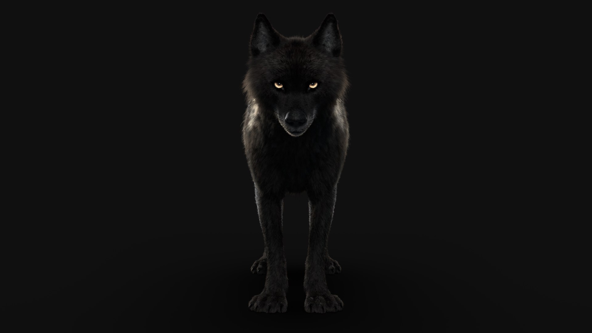 Black Timber Wolf Xgen Rigged 3D Model - TurboSquid 2075898