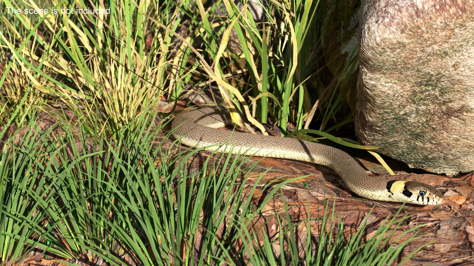 3D Model Natrix Natrix Rigged - TurboSquid 2247554