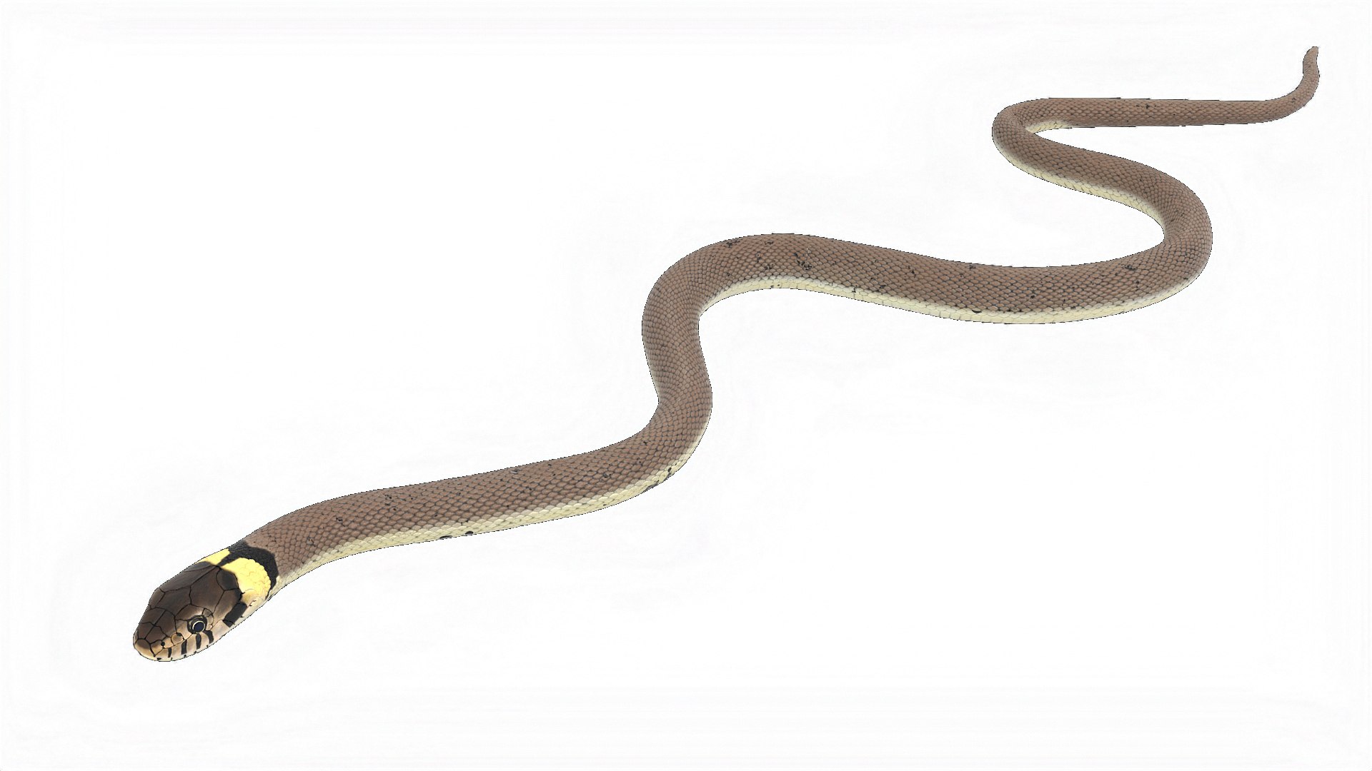 3D Model Natrix Natrix Rigged - TurboSquid 2247554