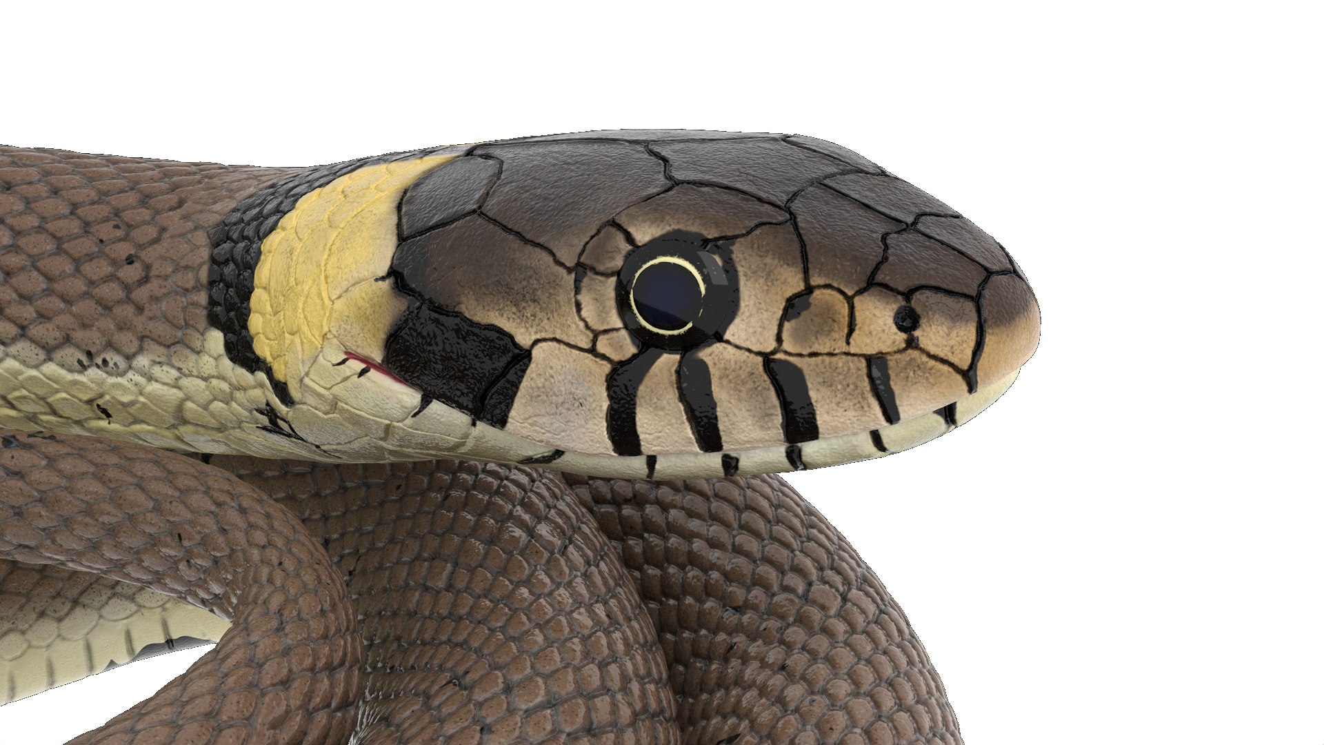 3D Model Natrix Natrix Rigged - TurboSquid 2247554
