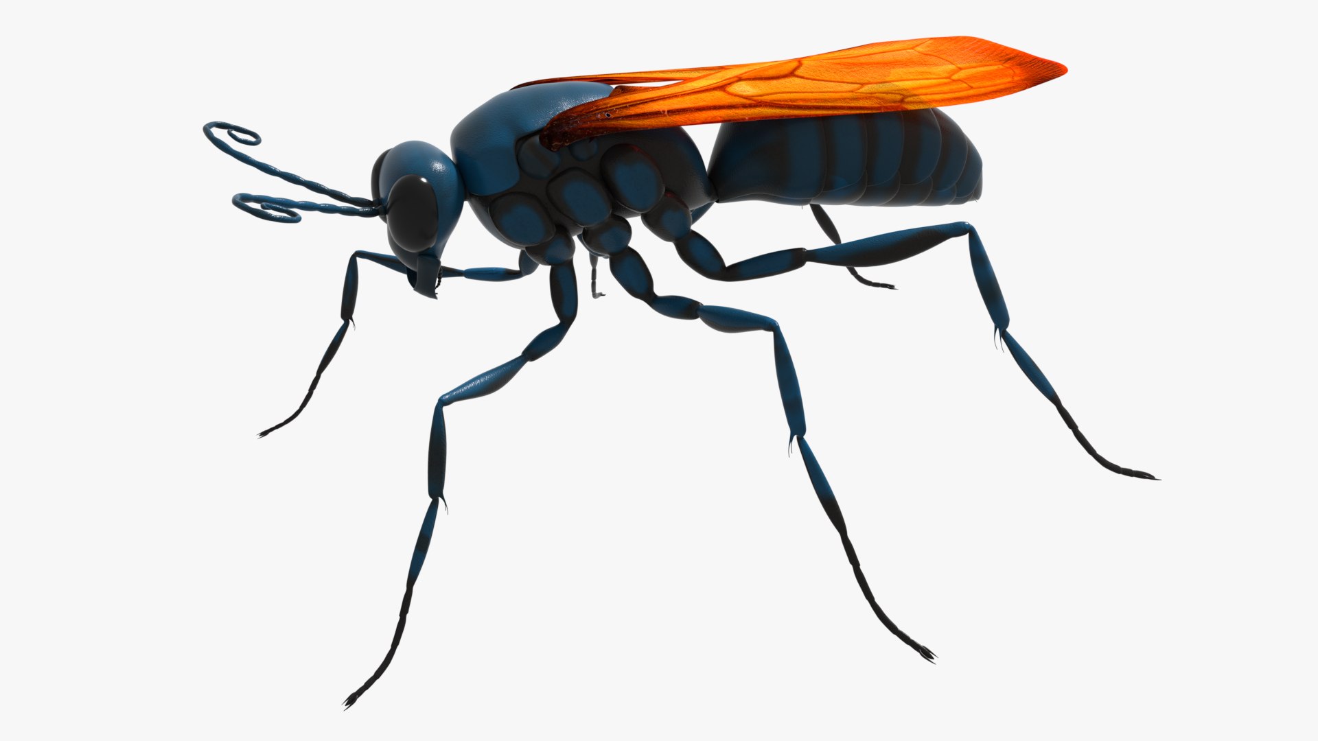 Tarantula Hawk 3D Model - TurboSquid 1754021