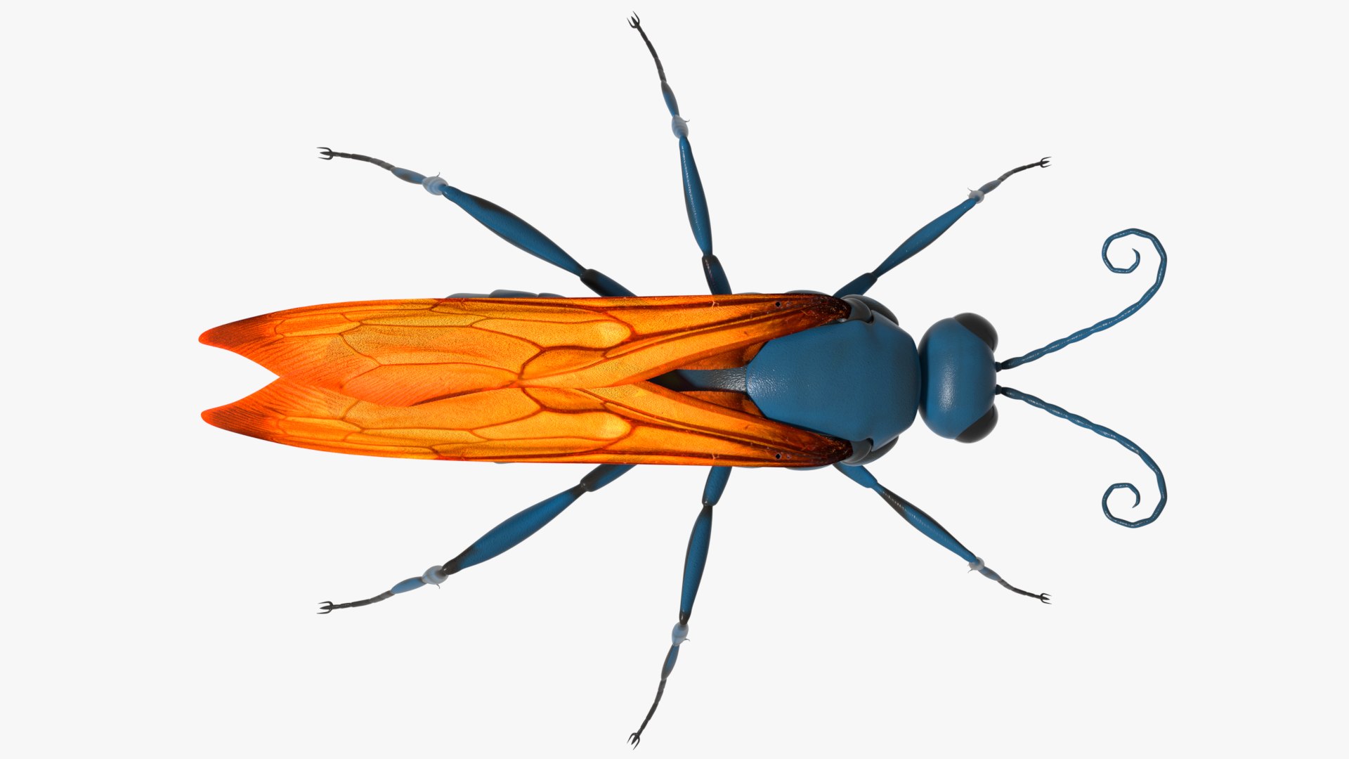 Tarantula Hawk 3D Model - TurboSquid 1754021