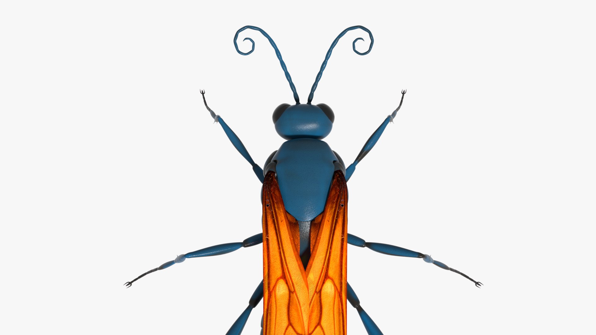 Tarantula Hawk 3D Model - TurboSquid 1754021