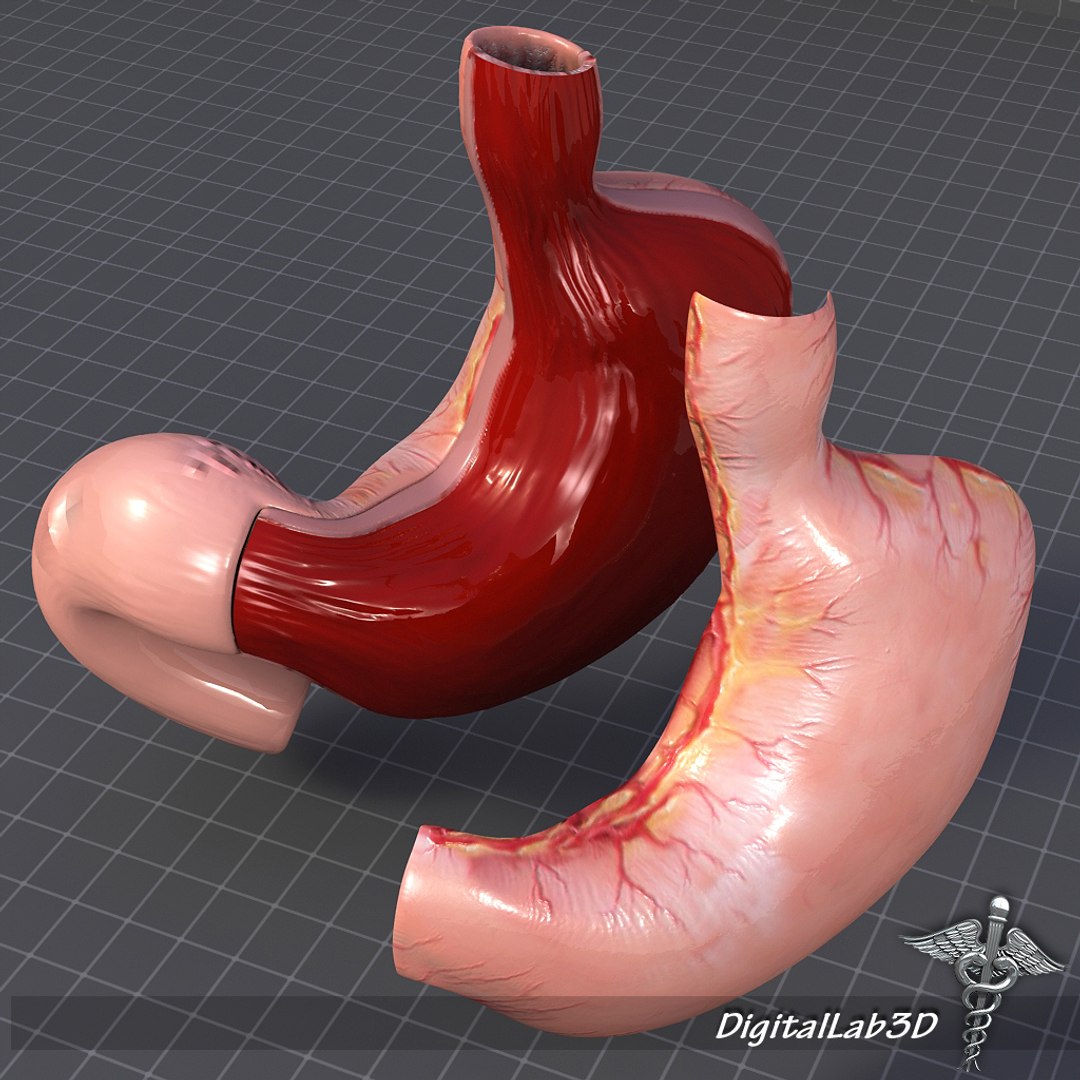 Max Stomach Anatomy Organ
